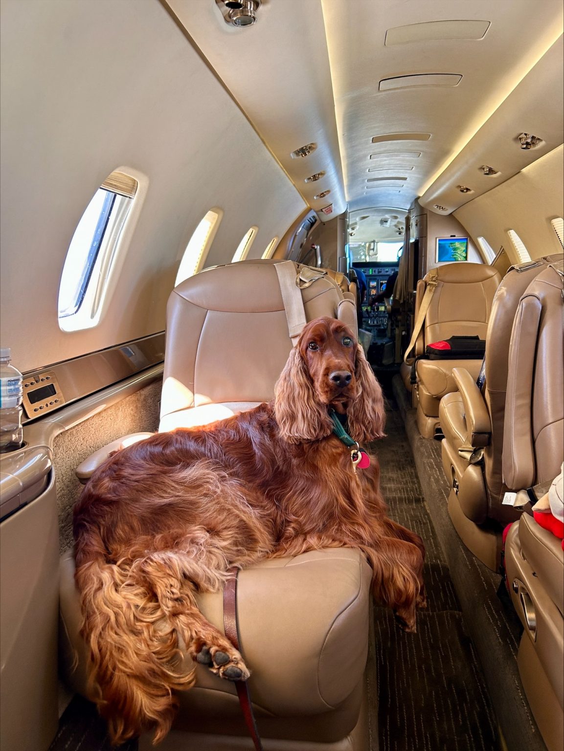 How Much Does it Cost to Fly Private with your Dog? | Airline & Charter ...