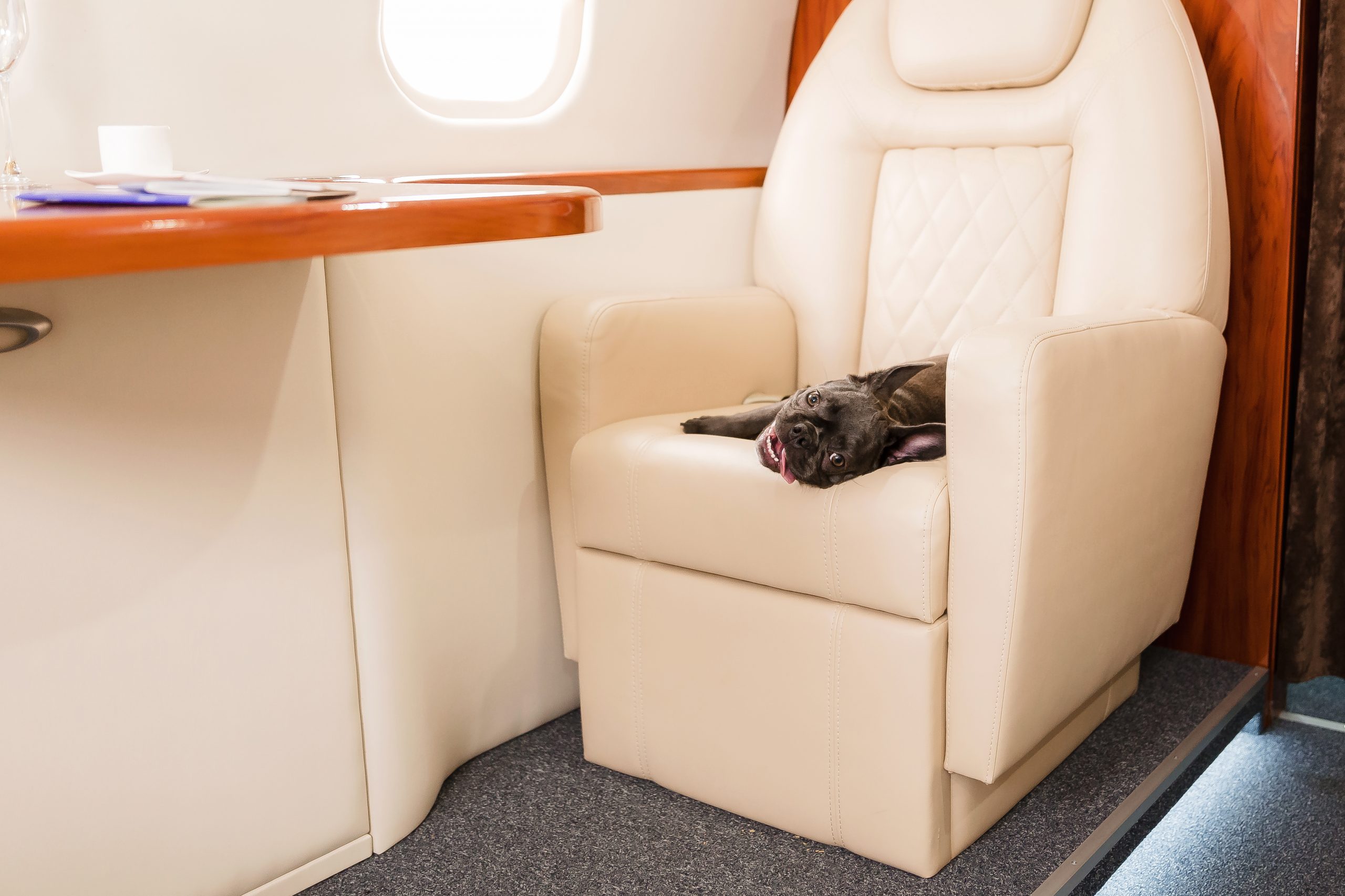 Private Jet Charters with Pets vs Shared Private Flights with Pets - Air Charter Advisors